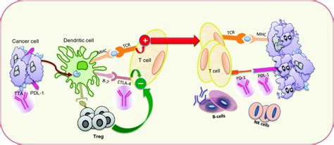 Immune System Functions And Components Relevant To Breast Cancer Download Scientific Diagram