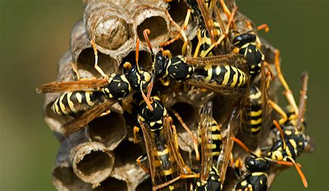 Are Paper Wasps Aggressive Heres What To Know Kodiak Pest Control