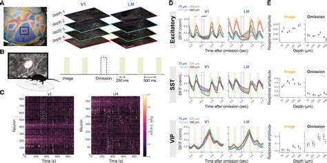 unexpected events trigger task independent signaling in vip and excitatory neurons of mouse