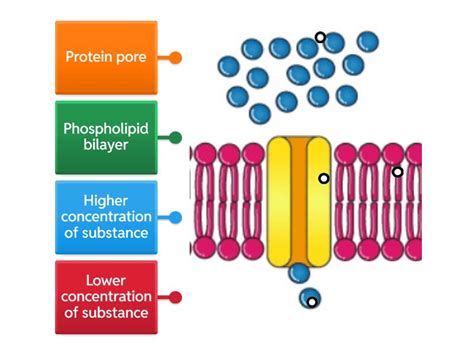 Diffusion Labelled Diagram