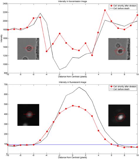 Systematic Cell Segmentation Errors Caused By Increased Fluorescence