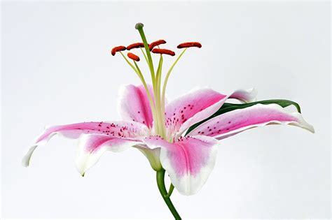 Lily Blossom Bloom Free Photo On Pixabay Pixabay Lily Blossom Bloom Free Photo On Pixabay Pixabay