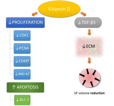 Vitamin D Influence On Uterine Fibroid Uf Pathophysiological