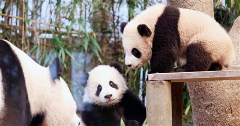 쌍둥이 판다 루이·후이바오 4일부터 일반에 공개