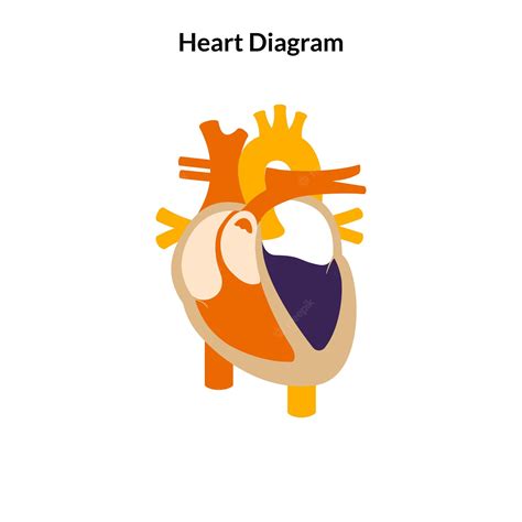 Premium Vector Human Body Organ Vector Illustration
