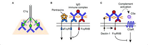 Effector Functions Of Igg Antibodies And Fcγrs A Igg Opsonized