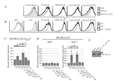 1 Mutation Of Putative Phosphorylation Sites In Ap 1 1 Does Not Affect Download Scientific