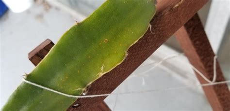 Cactus Rust In The Cactus And Succulents Forum Garden Org