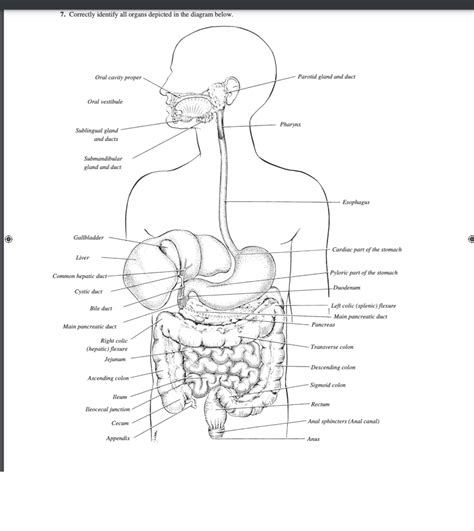 Lab 6 Digestive System Diagram Quizlet