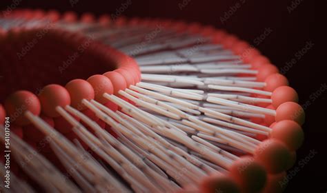 Lipid Bilayer Or Phospholipid Bilayer 3d Rendering Stock Illustration