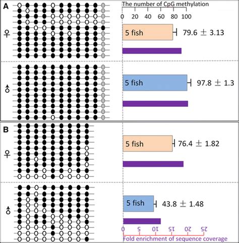 Resulting Differences In Tilapia Cyp19a And Fgf16 Promoter Methylation