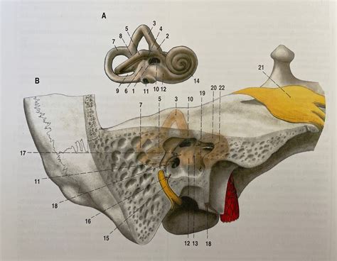 kostěný labyrint Diagram | Quizlet