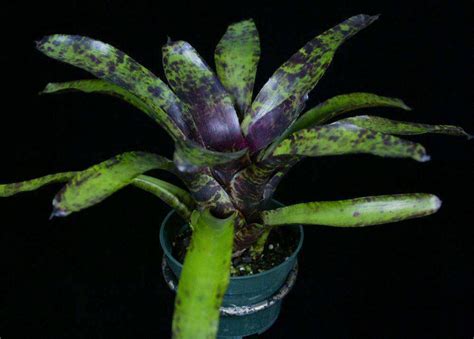 Neoregelia Java Plum Tropiflora