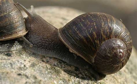 Shell Shocked Rare Snail Loses Out In Love Triangle