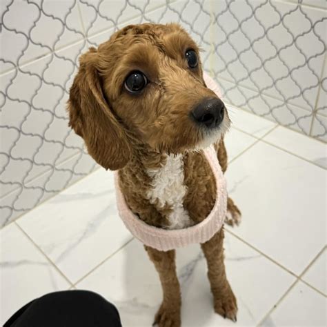 푸들 믹스 초코 치와와키우는방법 코카스파니엘키우는방법 폼스키키우는방법 폼치키우는방법 폼피츠키우는방법 푸숑키우는방법 노르웨이숲키우는방법 뱅갈키우는방법 샴키우는방법 셀커크렉스