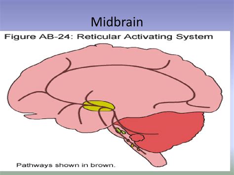 Ppt The Brain Our Control Center Powerpoint Presentation Free Download Id 2311285