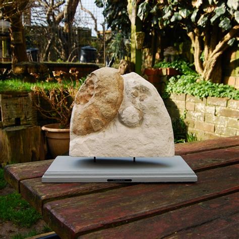 Large Fossil Display Fossilbox