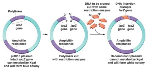 Chapter 20 Recombinant DNA Technology And Gene Cloning Flashcards