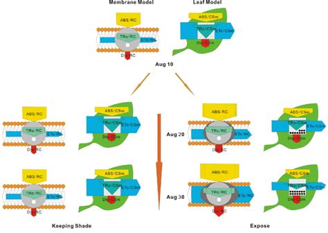 Pipeline Model Of Specific Fluxes Membrane Model Or Phenomenological