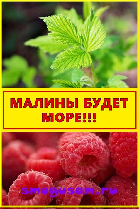 Самая важная подкормка малины! Первая весенняя подкормка малины для ...