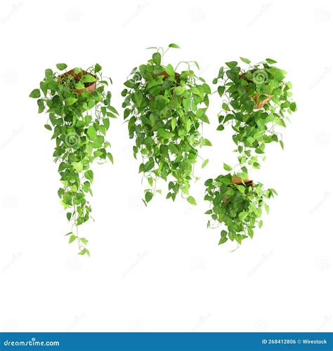 Verschillende Soorten Groene Planten Op Bloempotten Op Een Witte