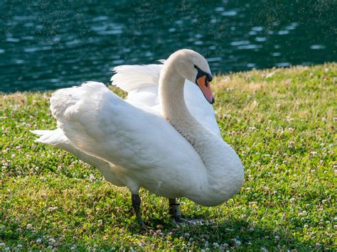 Mute Swan Standing On Grass By The Lake Photo By Robert Woeger Swan