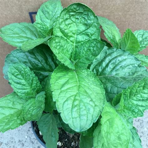 Menta X Piperita Basilico Mentha Basilikum Vendita Piante Online