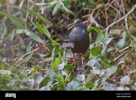 Blackish Rail Parque Ecologico Do Tieté Sp Brazil August 2022 Stock