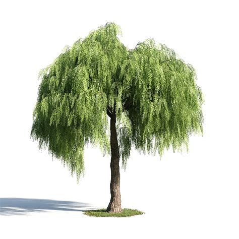 Schinus Molle