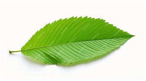 Premium Ai Image Elm Tree Leaf Isolated On White Background