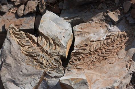 Premium Photo Fossil Rocks