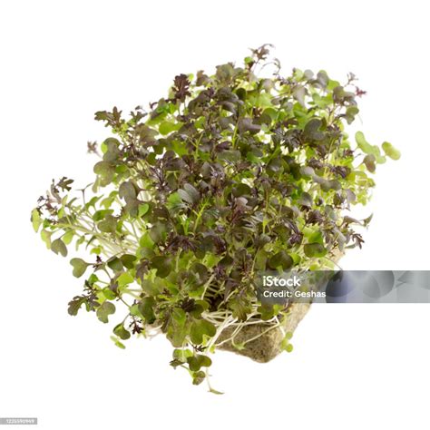 마이크로 그린 겨자 묘목 집에서 종자 발아 흰색에 고립 된 발아 겨자 씨앗 비건 채식주의자 및 건강한 식생활 개념 원예 개념입니다 0명에 대한 스톡 사진 및 기타 이미지