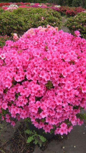 Dwarf Evergreen Flowering Shrubs