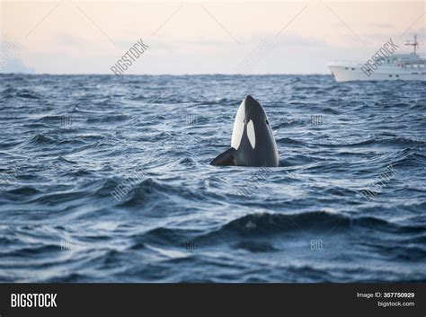 orca killer whale spy image and photo free trial bigstock