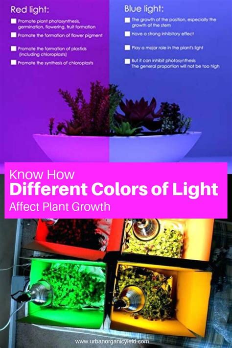 How Does The Color Of Light Affect Plant Growth Plant Growth Grow Lights For Plants Growing