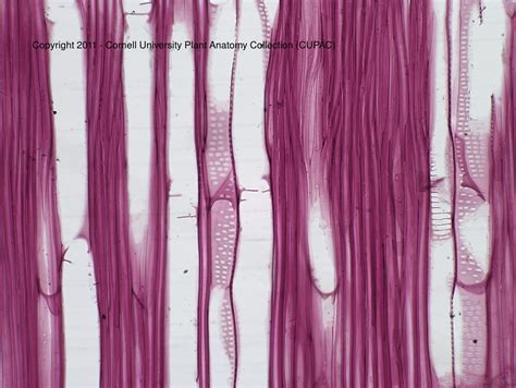 Cupac Anatomy Slide Images