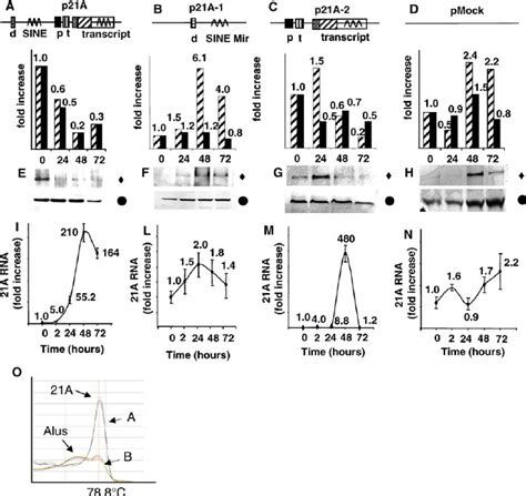 21a Driven Cenp F Expression Regulation A D 21a Constructs D Dse