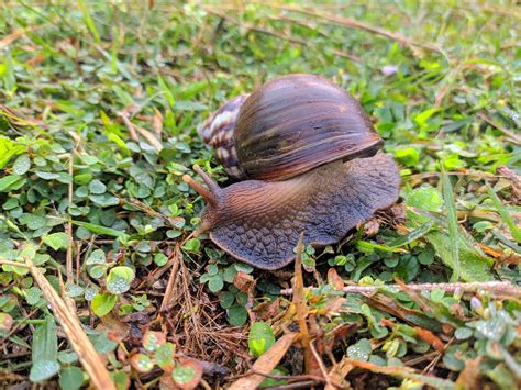 Siput Di Tanah Indah Foto Gratis Di Pixabay Pixabay