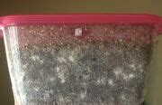 Good To Full Send Mushroom Cultivation Shroomery Message Board