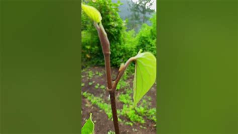 බුලත් වගාව Shortsvideo Srilanka සබ්කරයිබ් කරන්න🙏 Youtube