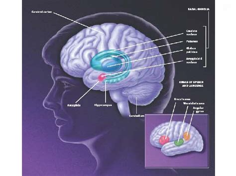 Motor Cortex Somatosensory Cortex Sensory Associative Cortex Pars