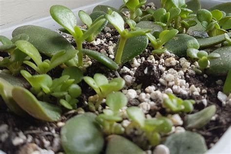 Succulent Propagation Time Lapse Guide Succulent Propagation