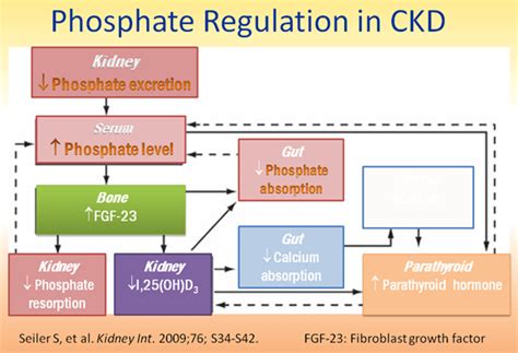 Calcium Phosphorus Balance