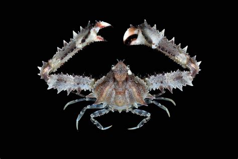 Crab Database · Crabs