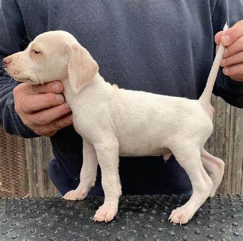 Elhew Pointer Puppies