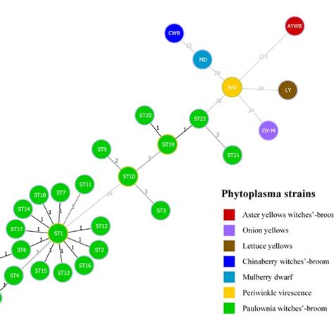 The Population Snapshot Of Pawb Phytoplasma Strains And 6 Kinds Of