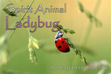 Ladybug Spirit Animal Meaning And Symbolism Spirit Animals