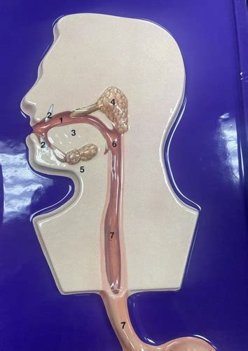 Anatomy Of The Digestive System Flashcards Quizlet