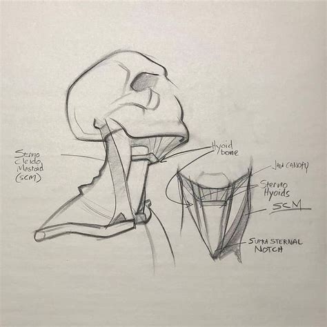 Anatomy Of A Mans Head And Neck Drawing