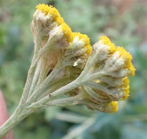 Helichrysum Umbraculigerum Less